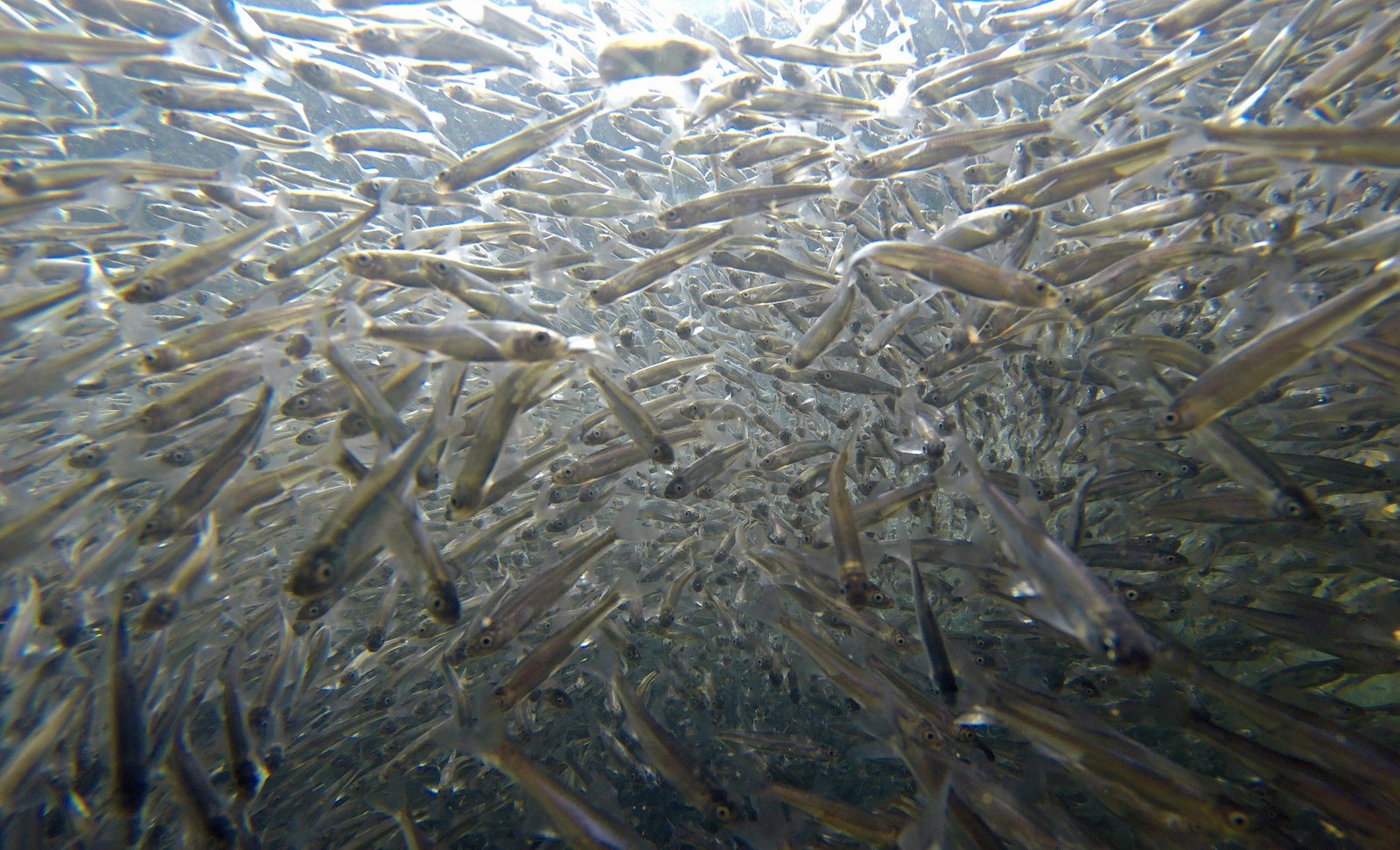 Huge School of Fish and Bait Ball • Kevin Biskaborn