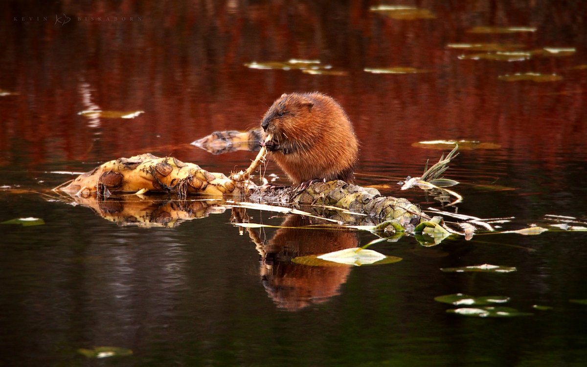 Aquatic Animals • Kevin Biskaborn